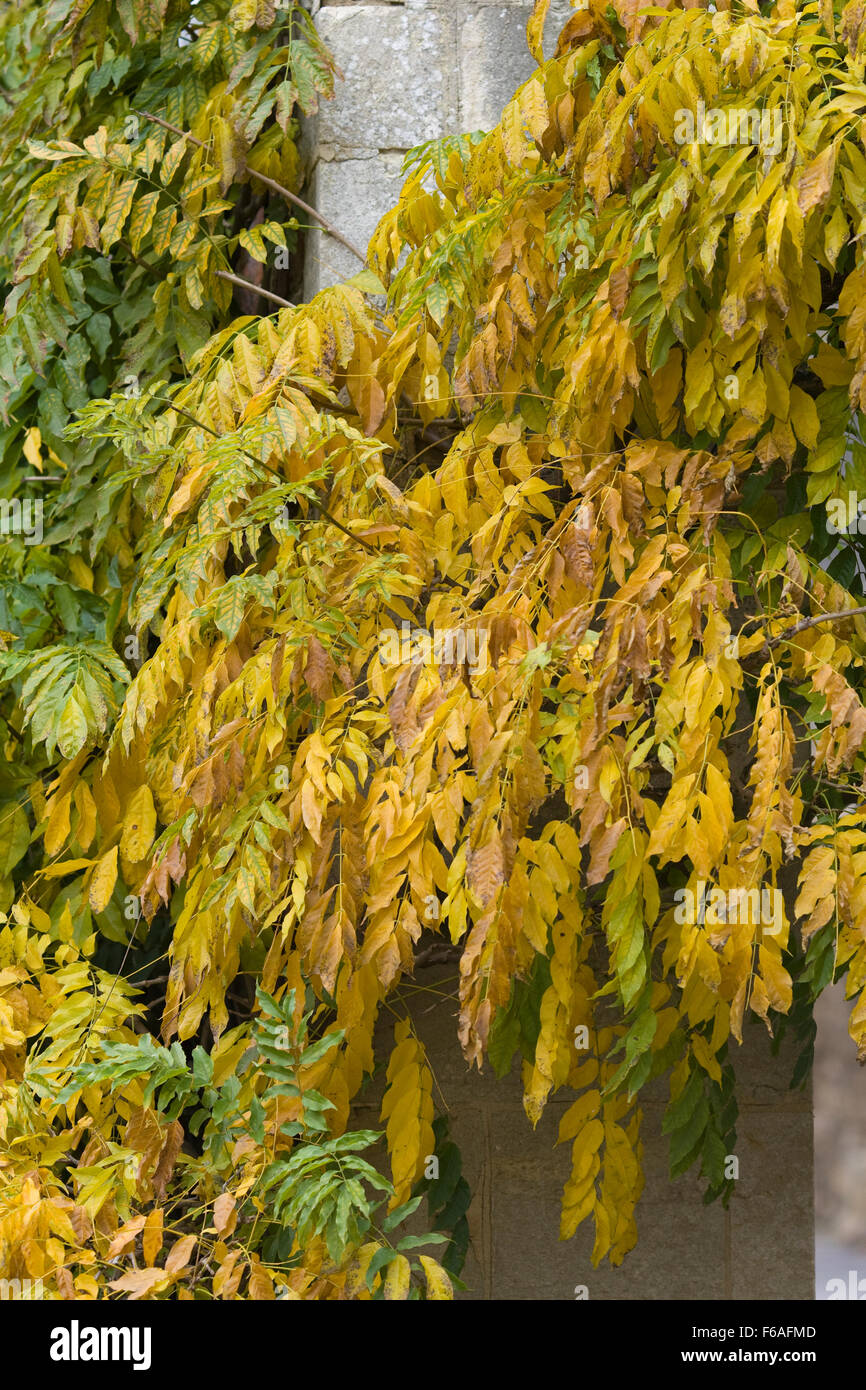 Changing tree hi-res stock photography and images - Alamy