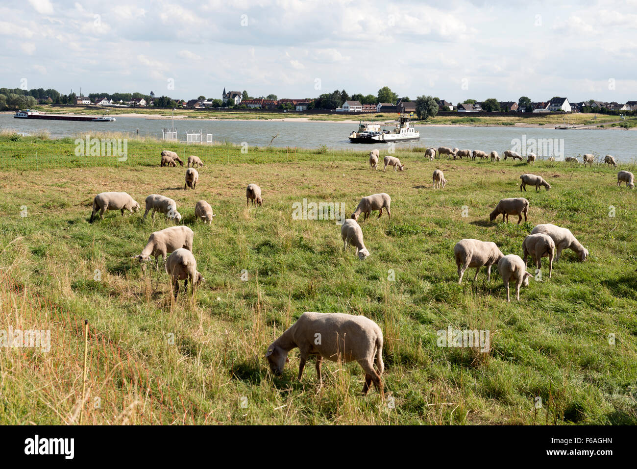 Rhine ferry, Hitdorf, North Rhine-Westphalia, Germany Stock Photo - Alamy