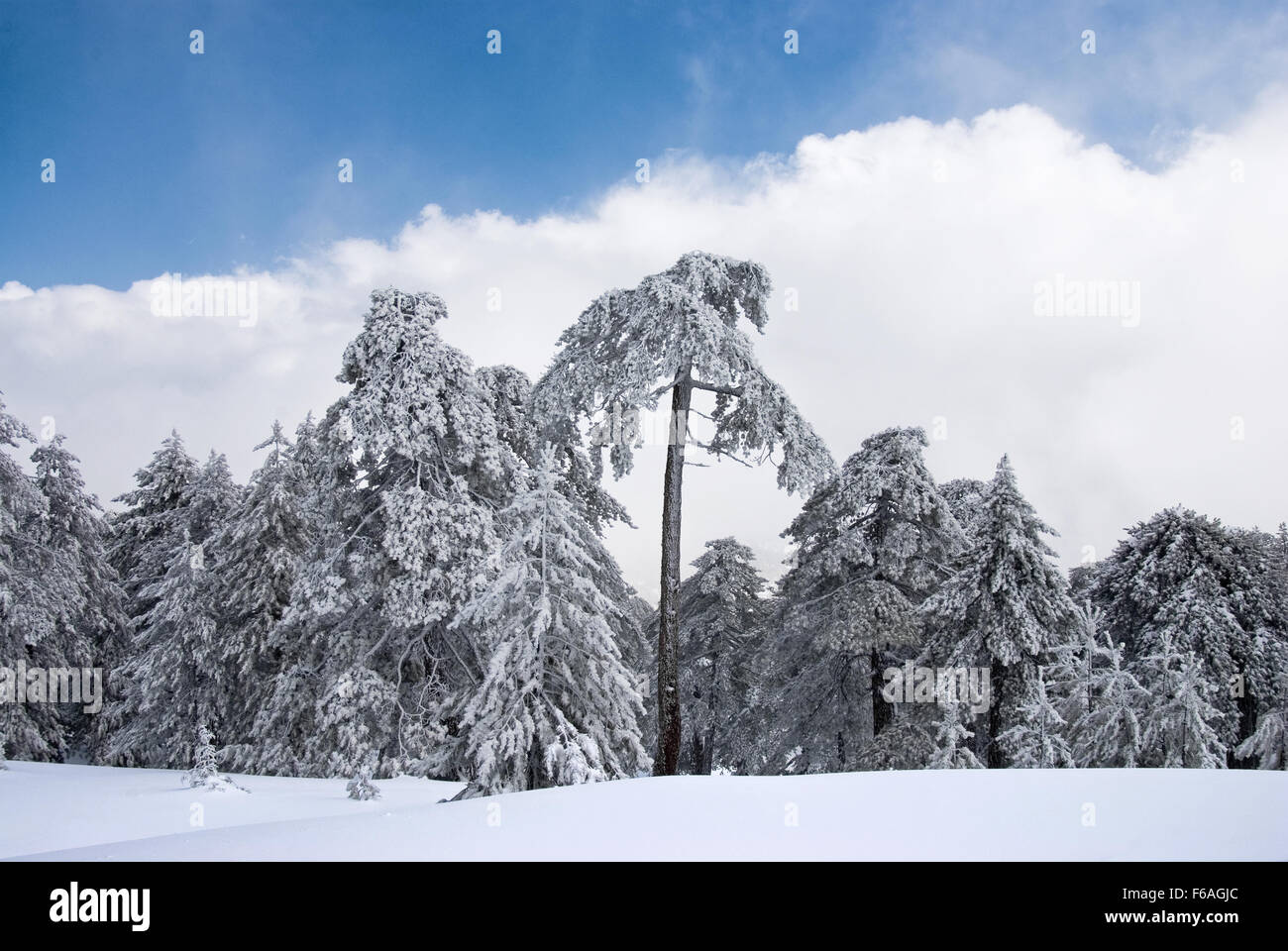 Winter landscape with mountain and fir trees covered in snow. Image ...