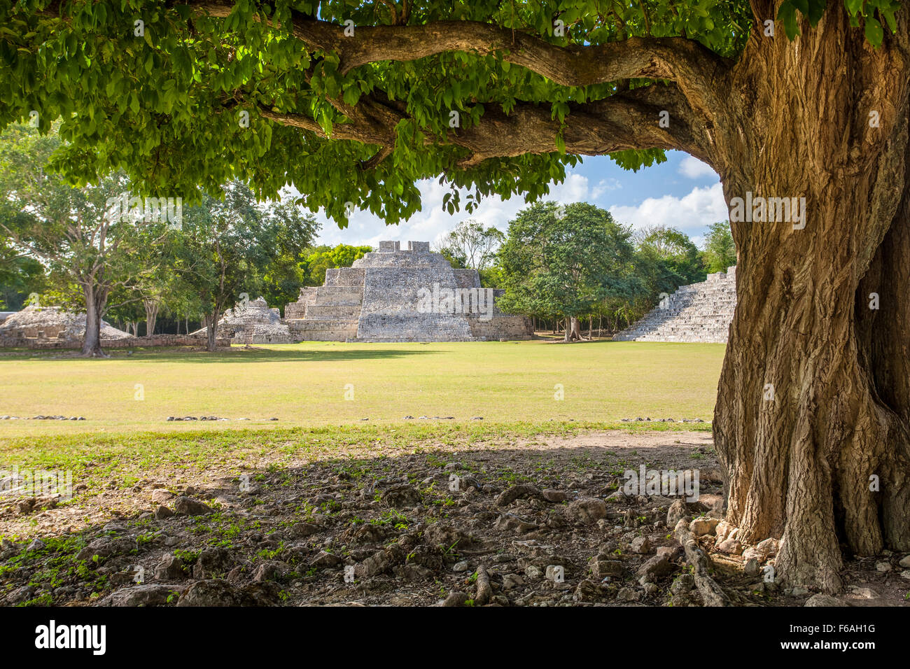 Tree frames plaza and pyramids at the Mayan ruins of Edzna in Campeche ...