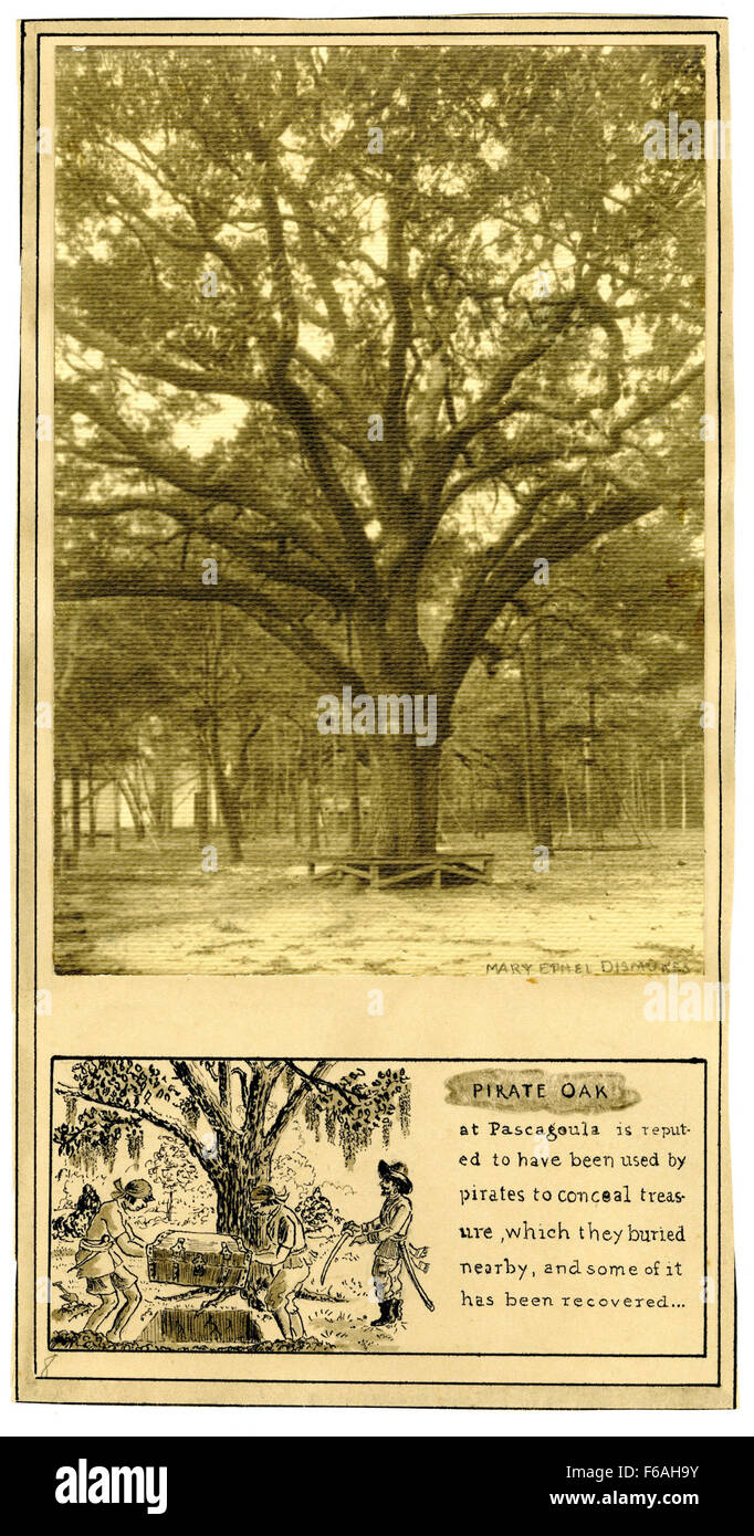 A visual compilation documenting the diverse tree species native to ...