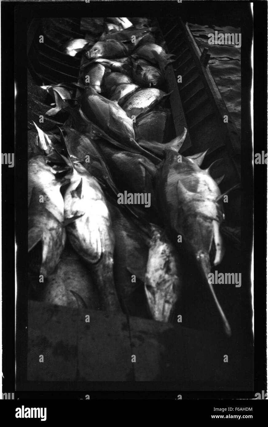 A historical image capturing the practice of seining at Moon Lake in ...