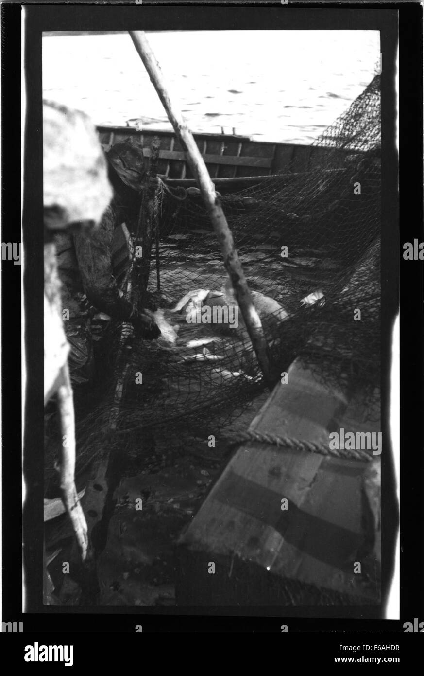 Seining on Moon Lake in McGee involves using a large net to catch fish ...