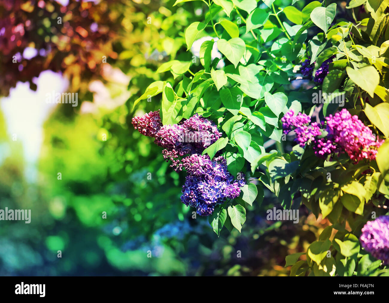Beautiful lilac flowers on a tree photographed close up Stock Photo - Alamy