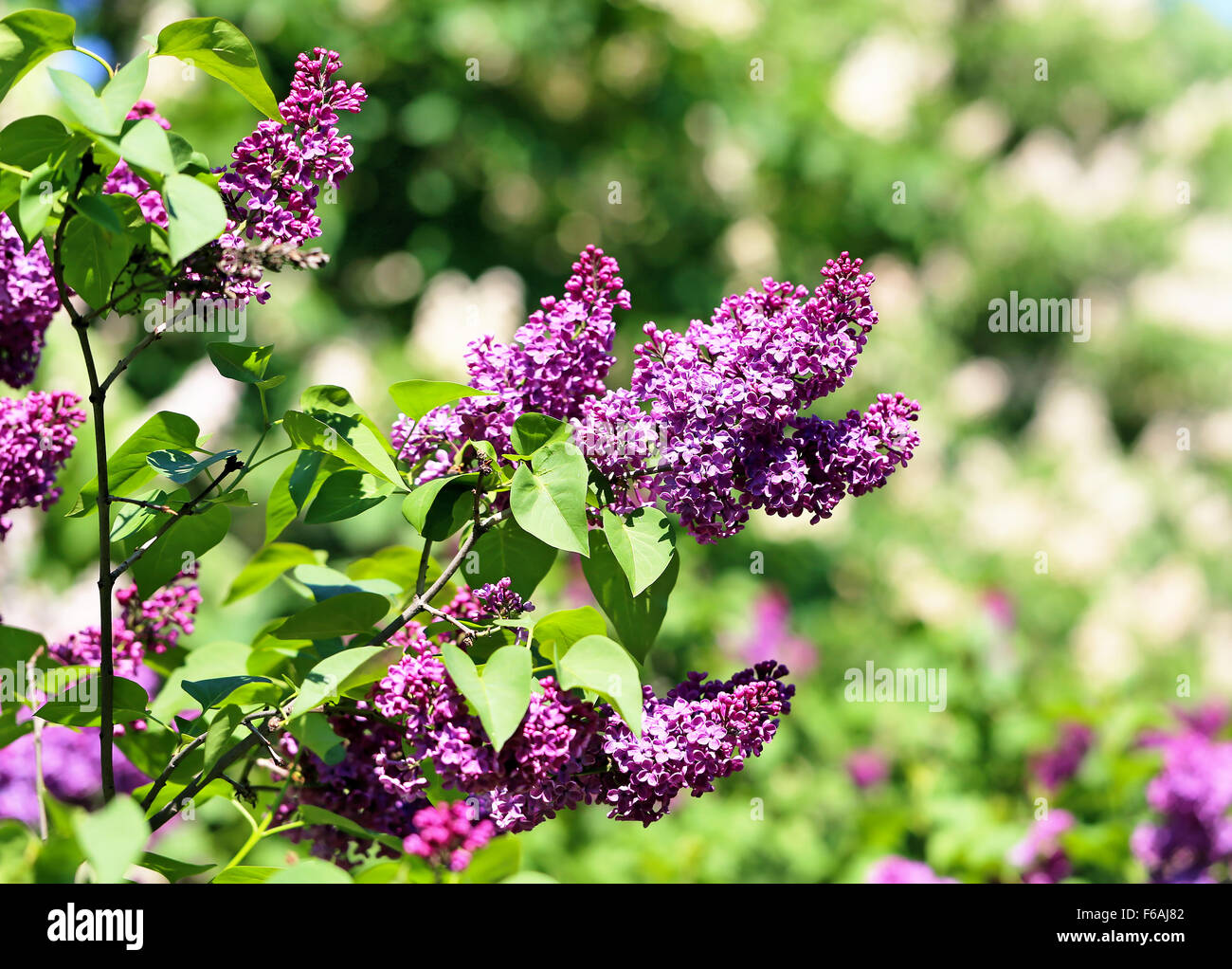 Beautiful lilac flowers on a tree photographed close up Stock Photo - Alamy