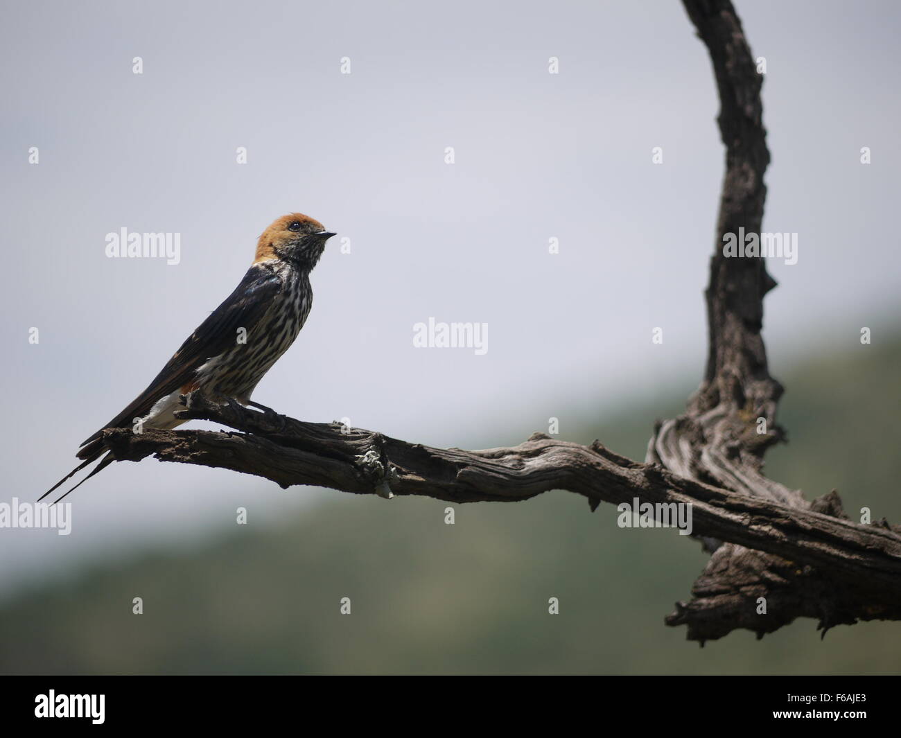 Twitching bird watching hi-res stock photography and images - Alamy