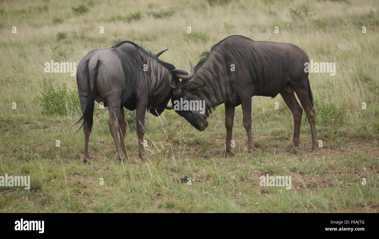 Wildebeest fighting in Pilanesberg Game Reserve, South Africa Stock ...