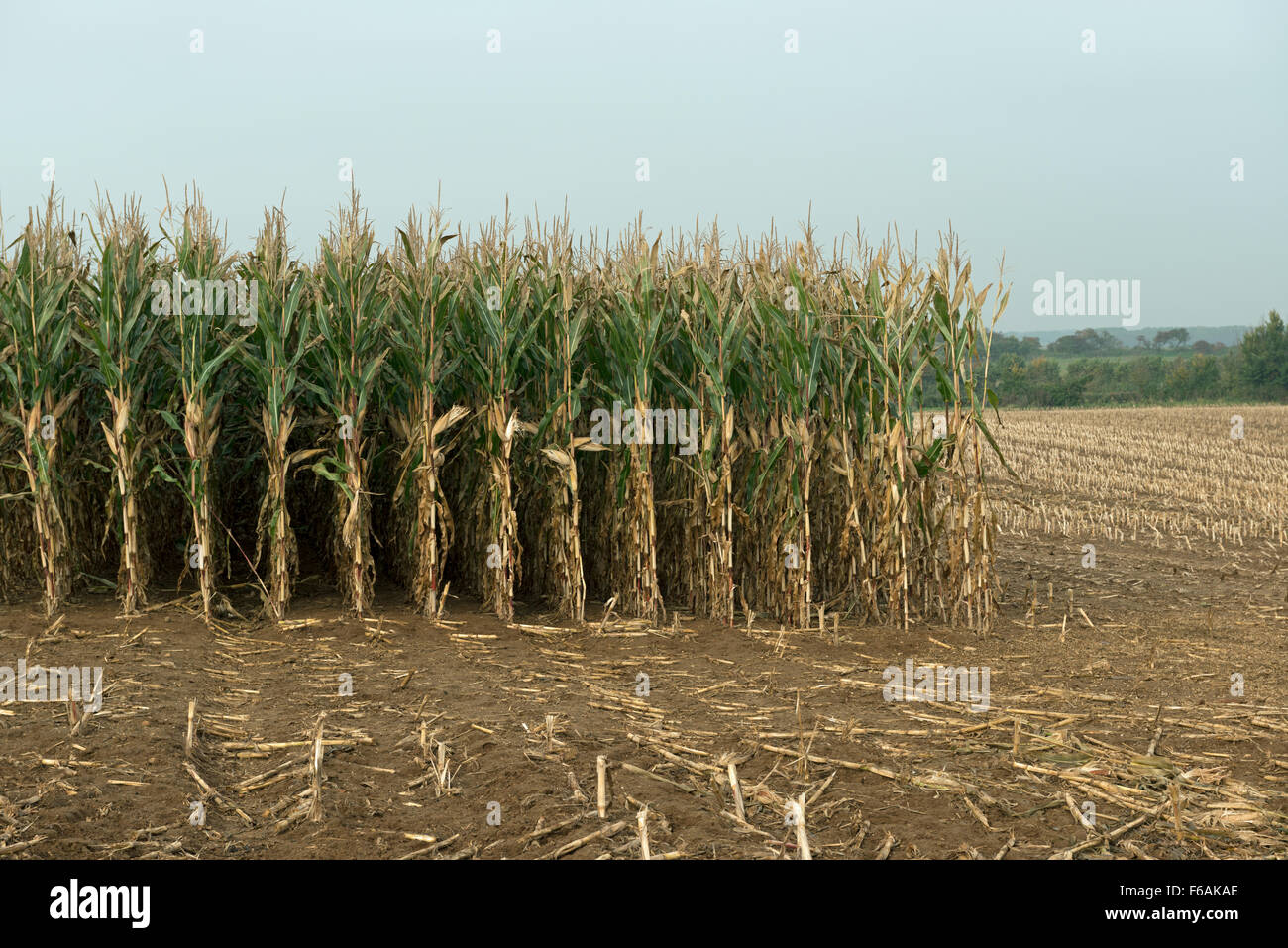 Maize harvested for biogas hi-res stock photography and images - Alamy