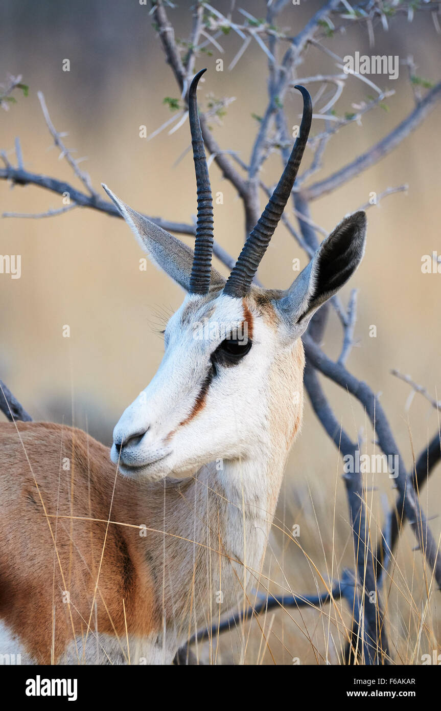 POrtrait of a male Springbok in a Namibian park Stock Photo - Alamy