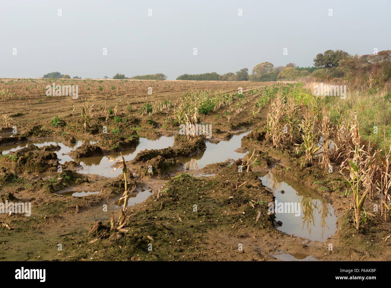 Water logged environment hi-res stock photography and images - Alamy