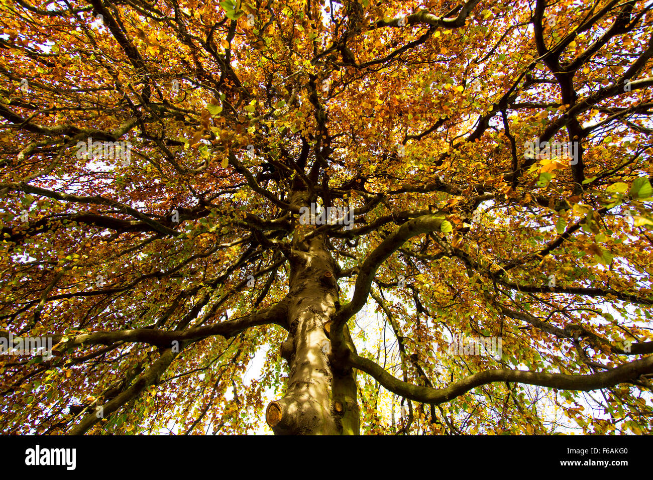 City park in Essen, Germany, tree crown Stock Photo - Alamy