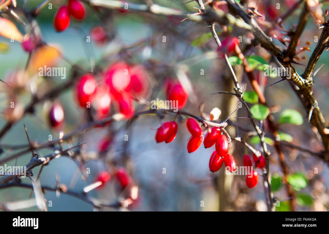 Barberry (Berberis vulgaris) Barberry also, vinegar berry shrub plant ...