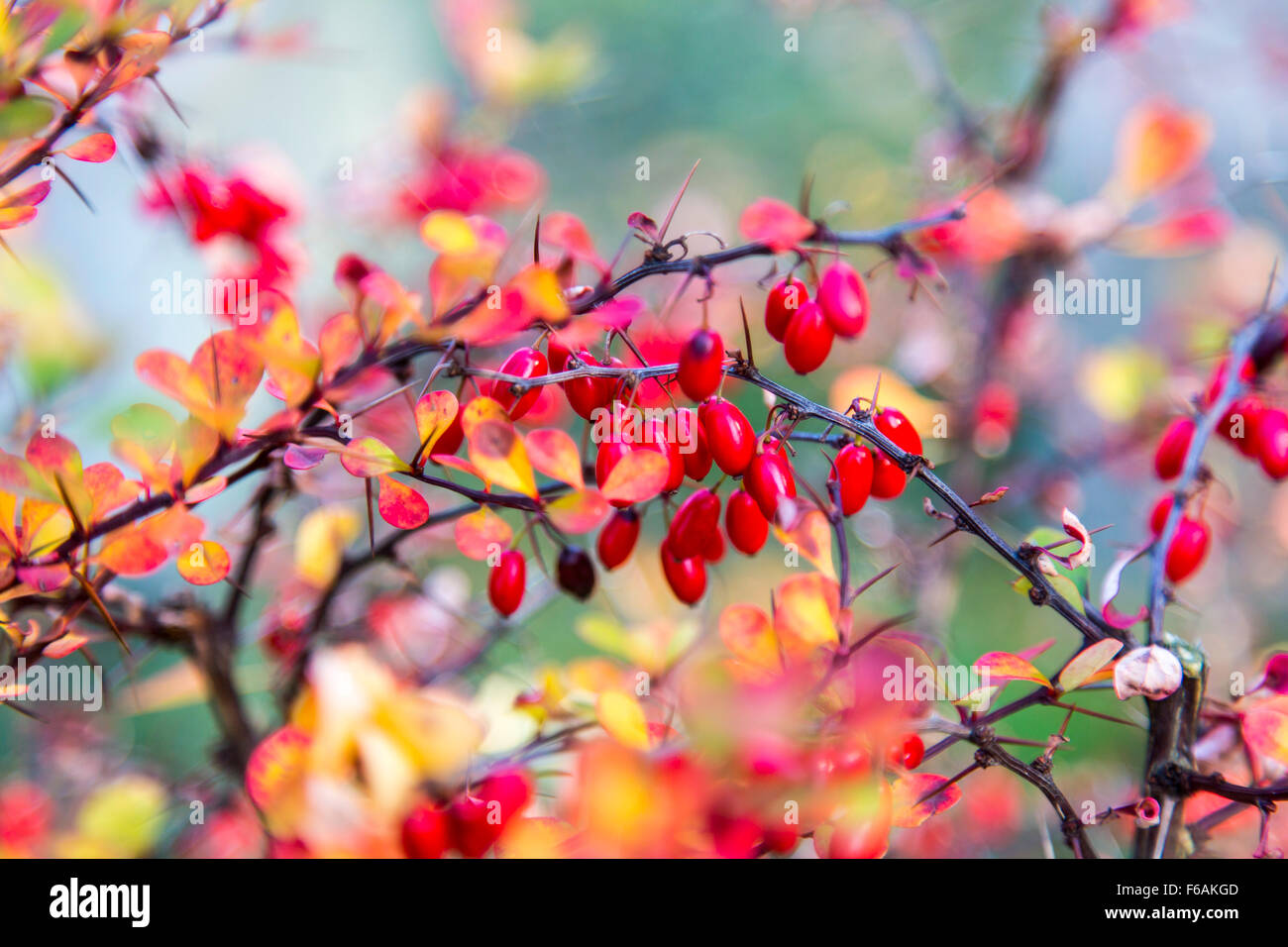 Barberry (Berberis vulgaris) Barberry also, vinegar berry shrub plant ...