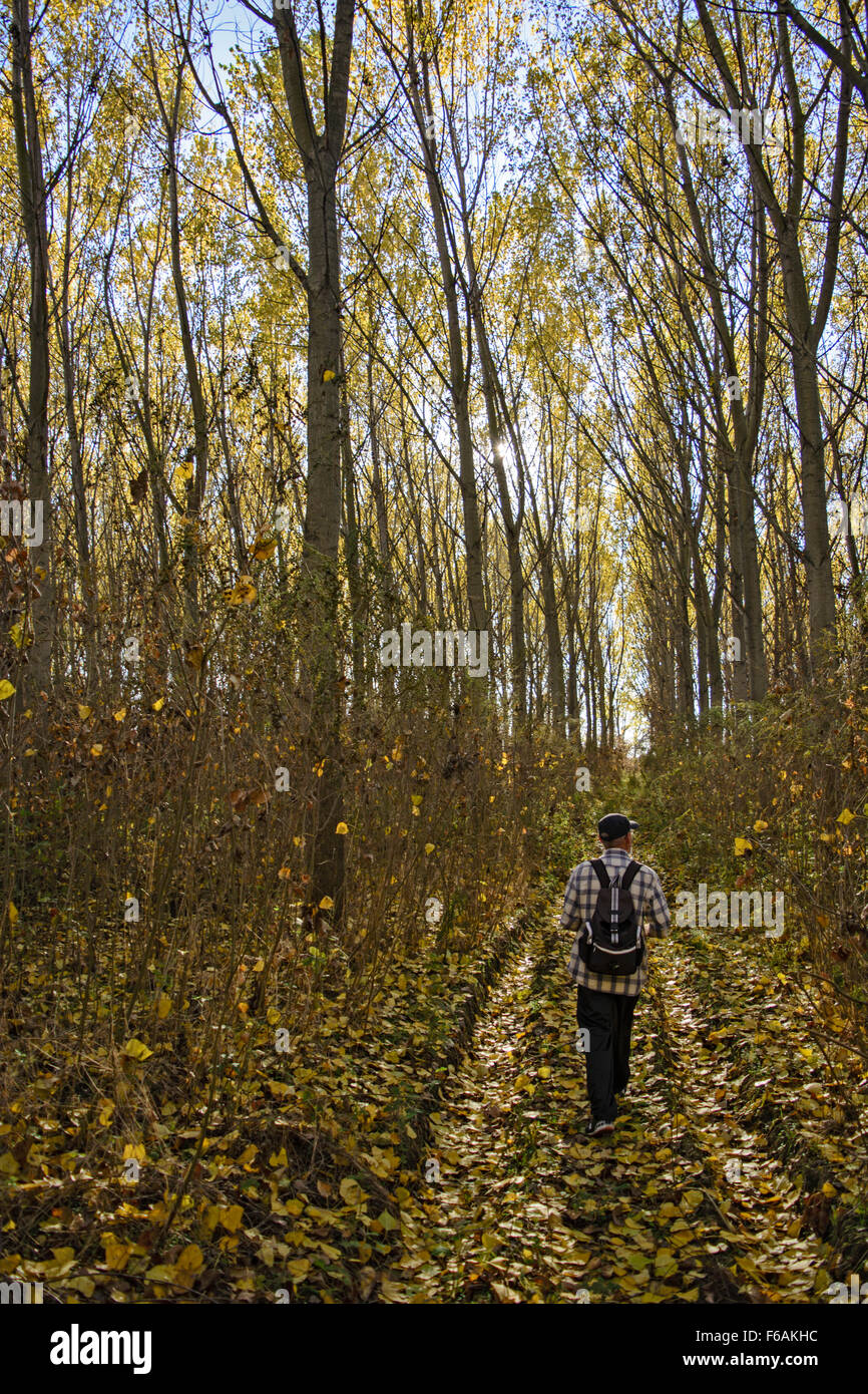 Autumn forest and a man walking through the woods Stock Photo - Alamy