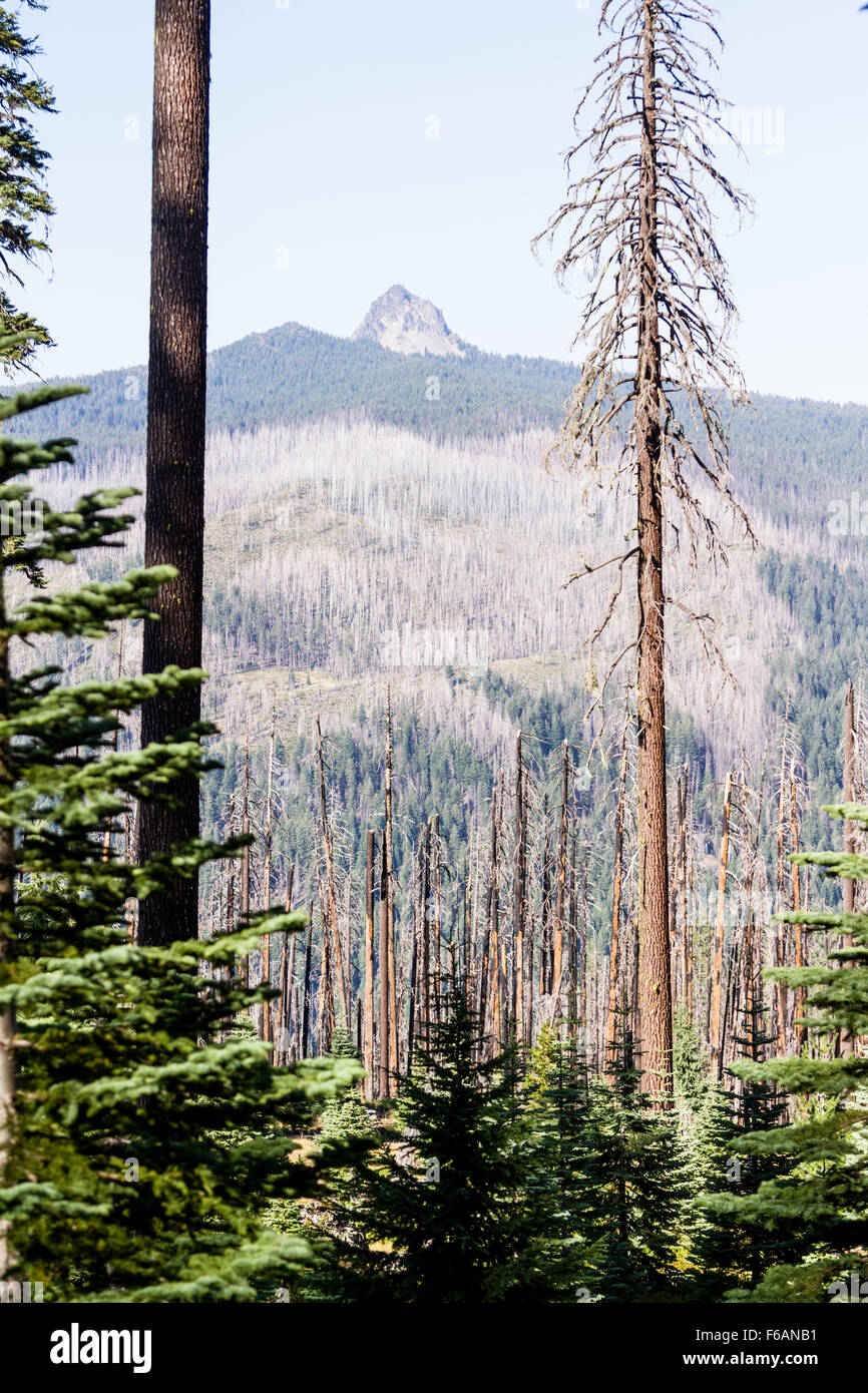 landscape of a mountain in southern Oregon with a patch of dead timber ...