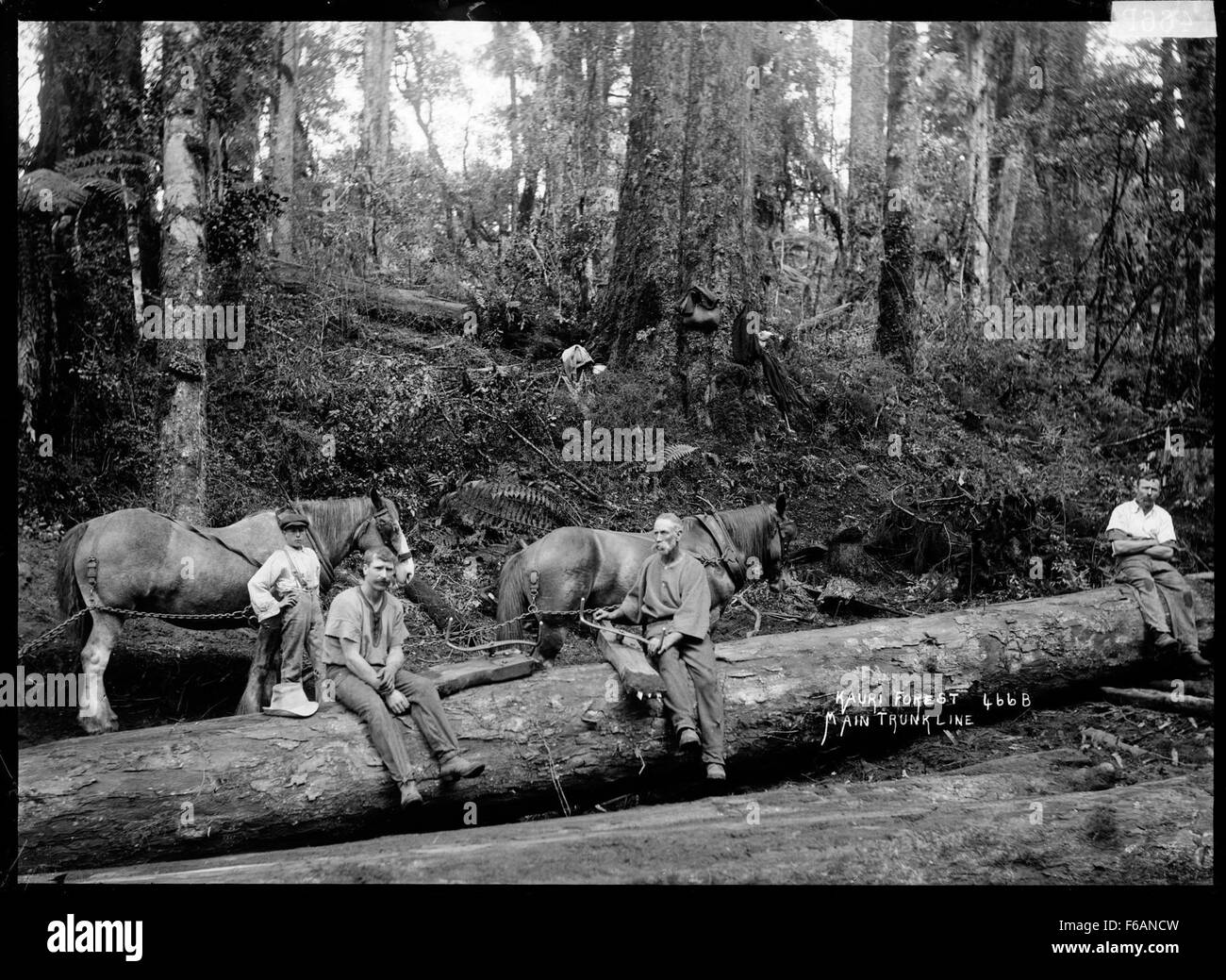 North island main trunk hi-res stock photography and images - Alamy