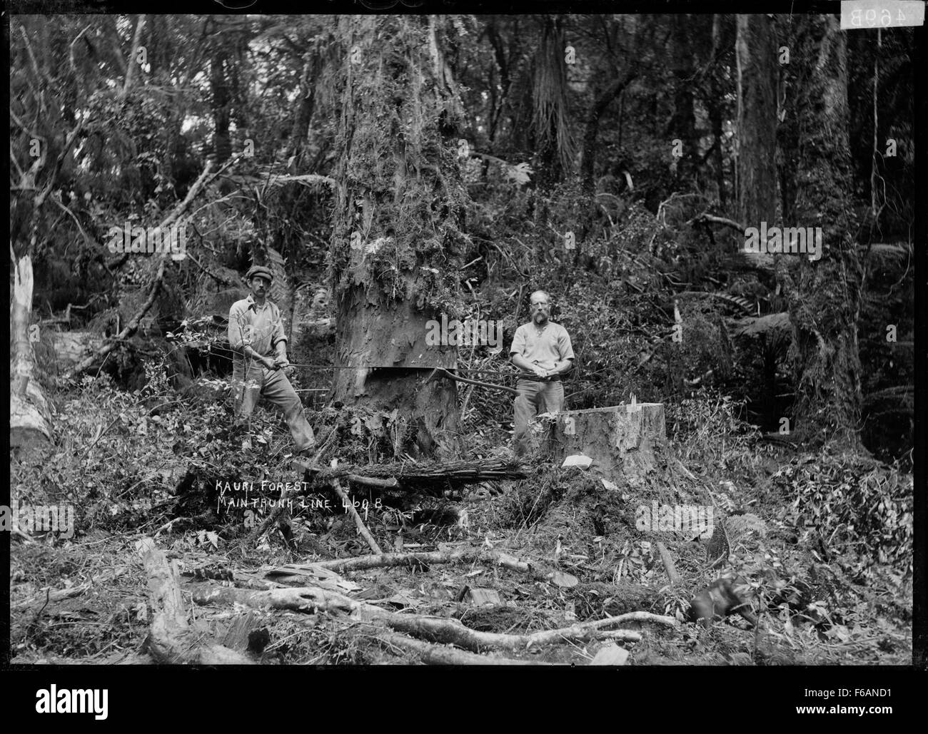 North island main trunk hi-res stock photography and images - Alamy