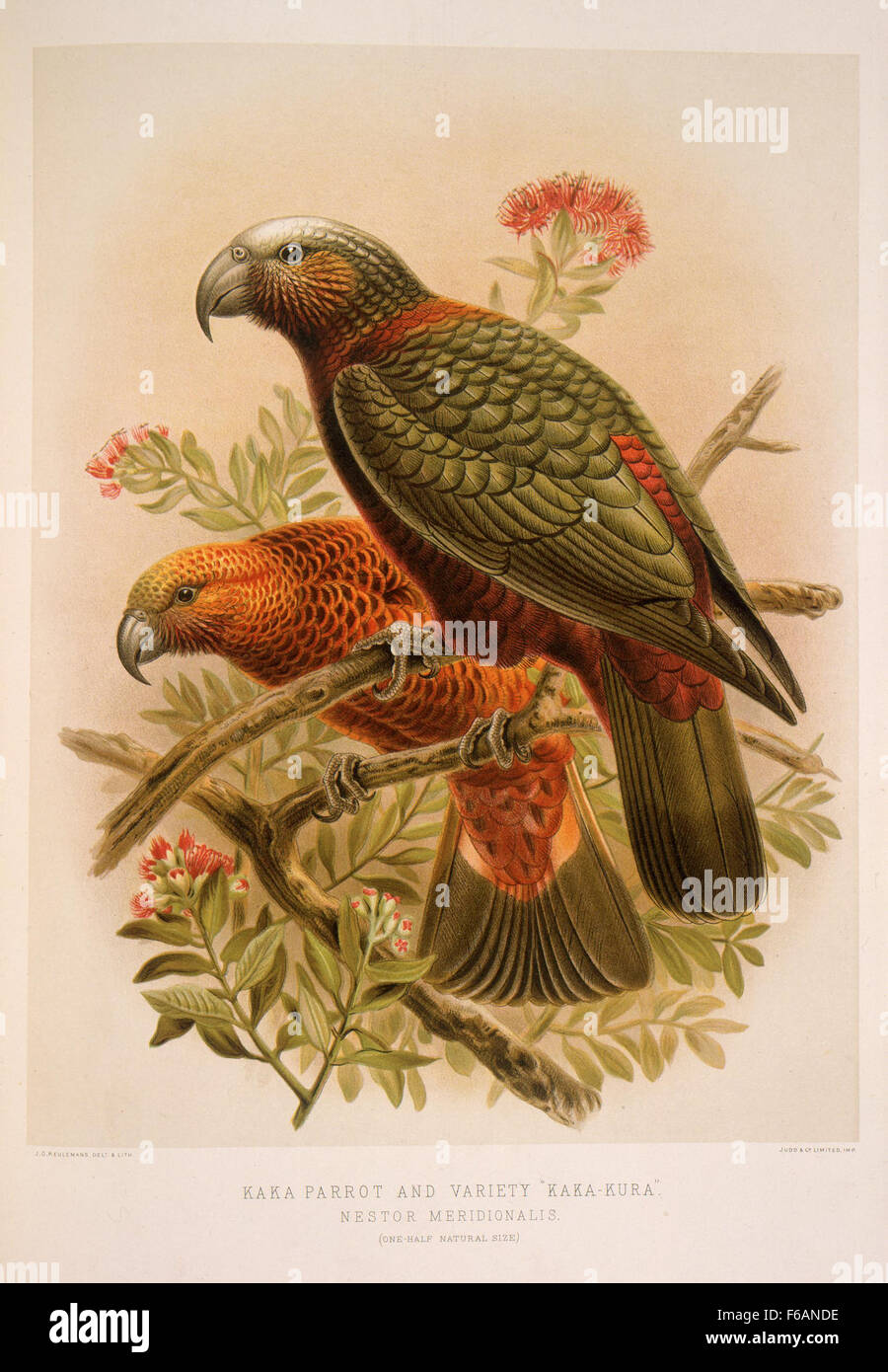 An illustration by John Gerrard Keulemans of the Kaka parrot and its ...