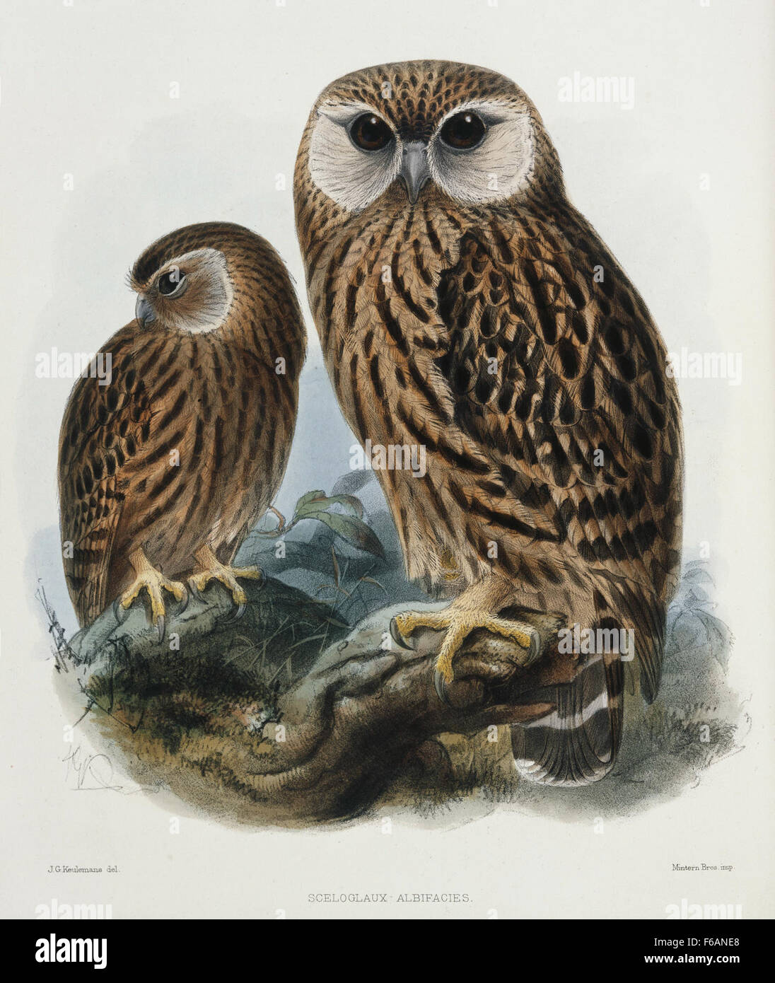 John gerrard keulemans 1842 hi-res stock photography and images - Alamy