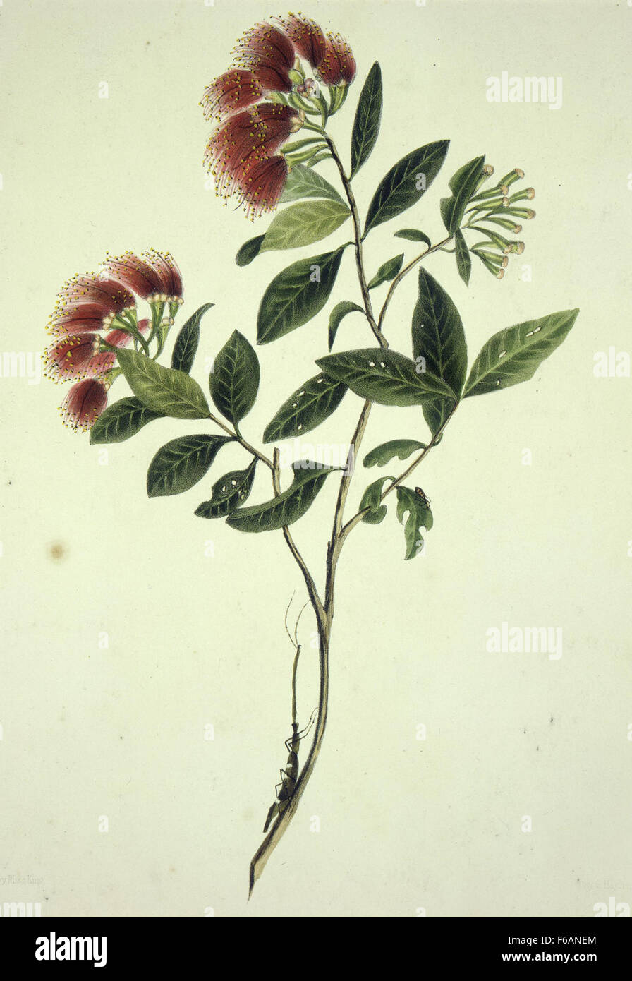 A botanical illustration of the rata tree in flower, created by Martha ...