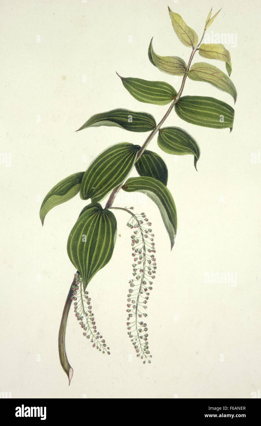 A botanical study featuring Martha King's 1803-1897 description of the ...