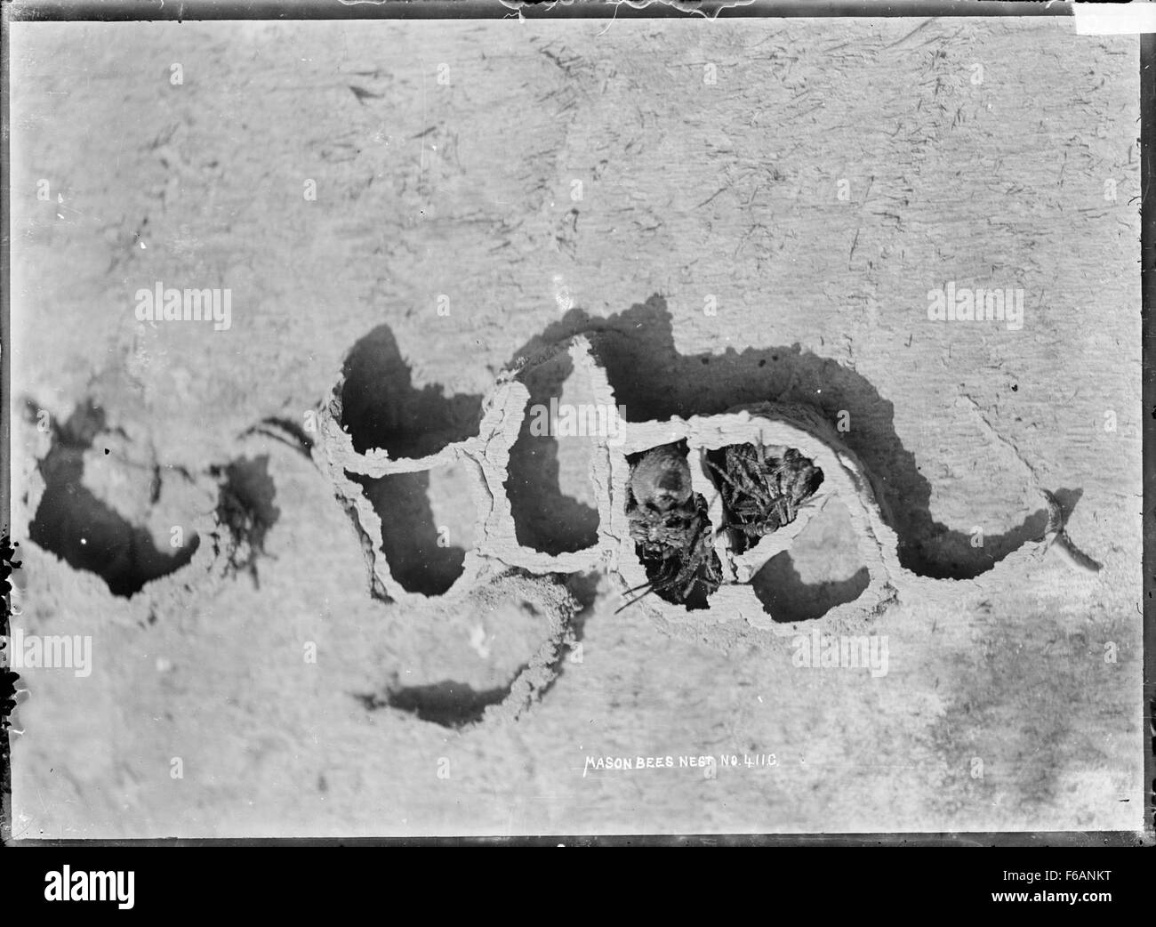 A close-up of a mason bee nest, demonstrating the nesting behavior of ...