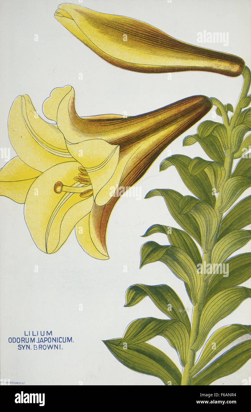 The Lilium odorum Japonicum, also known as the Japanese lily, is a ...