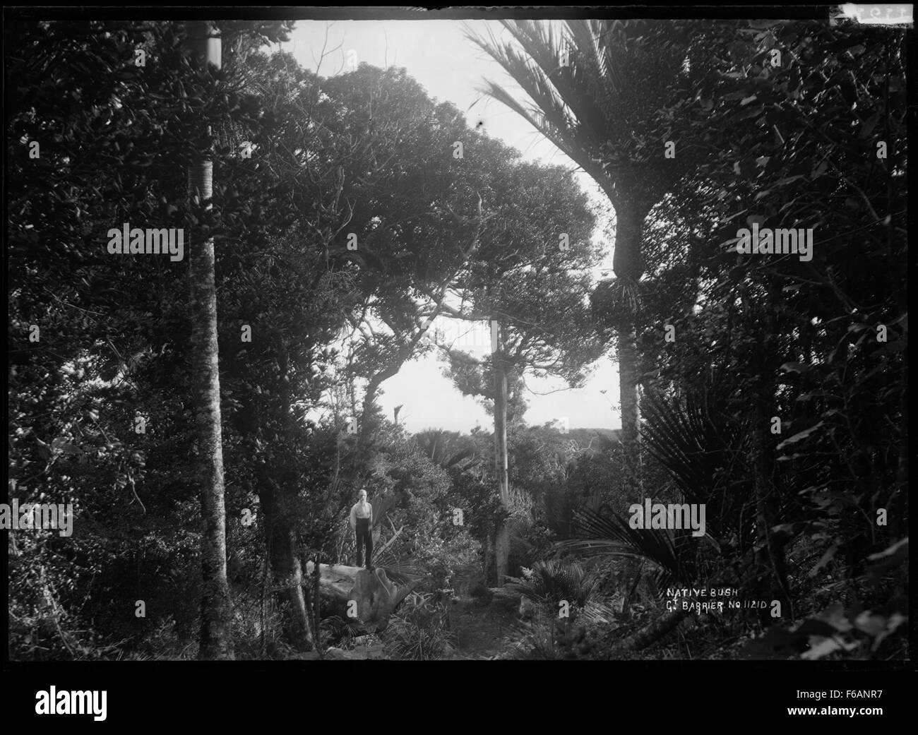 This image captures the native bush on Great Barrier Island, a ...