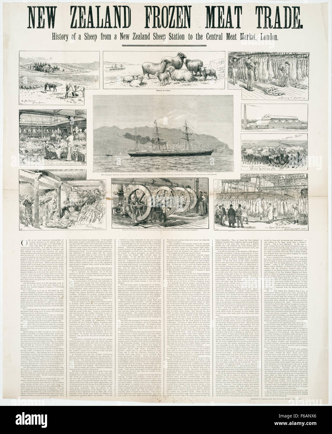 New Zealand frozen meat trade; history of a sheep from Stock Photo - Alamy