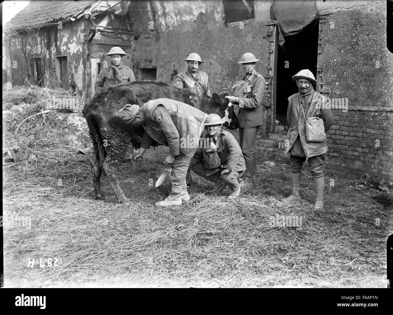 This image shows New Zealand soldiers milking a cow near the Somme ...