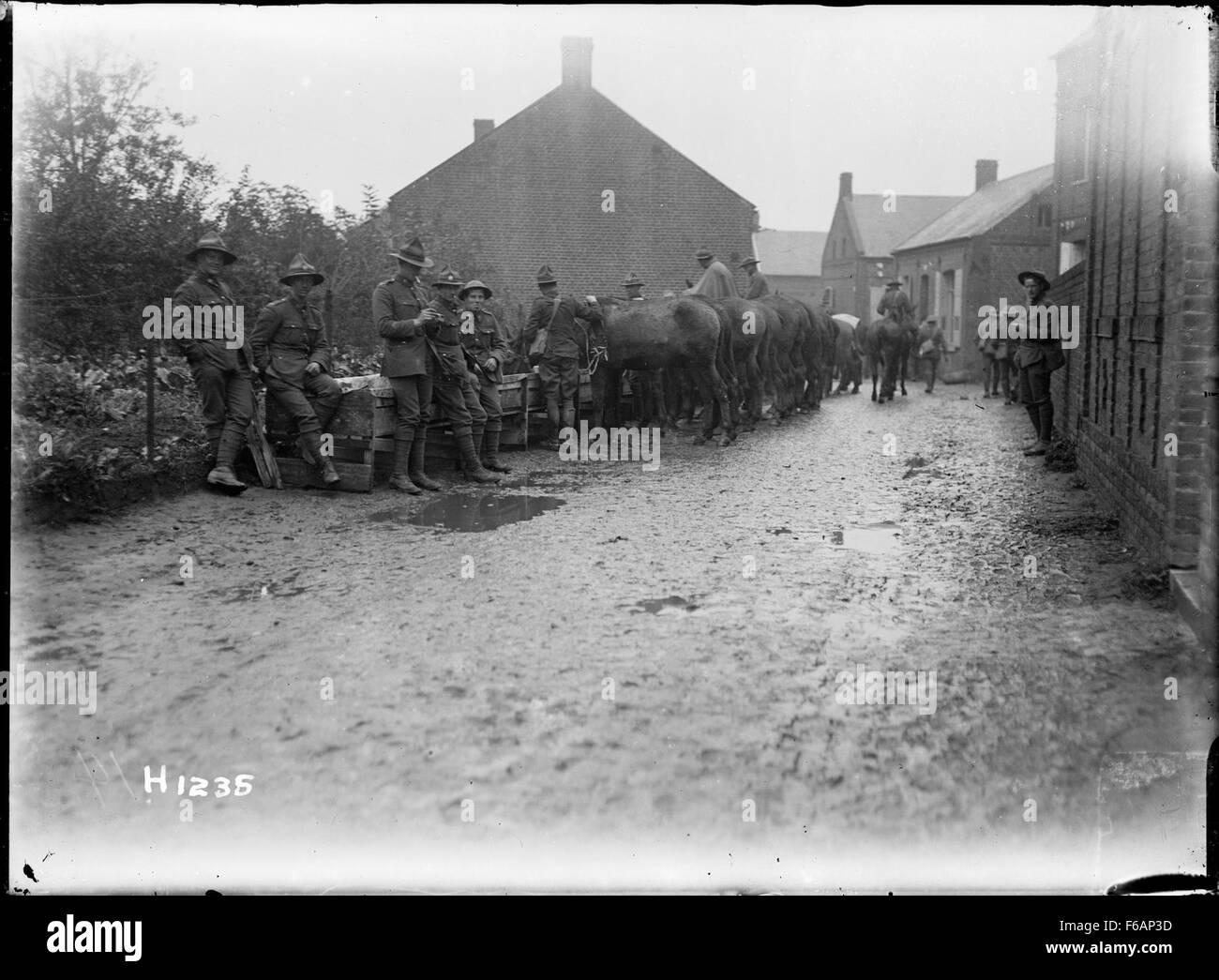 Mules during first world war hi-res stock photography and images - Alamy