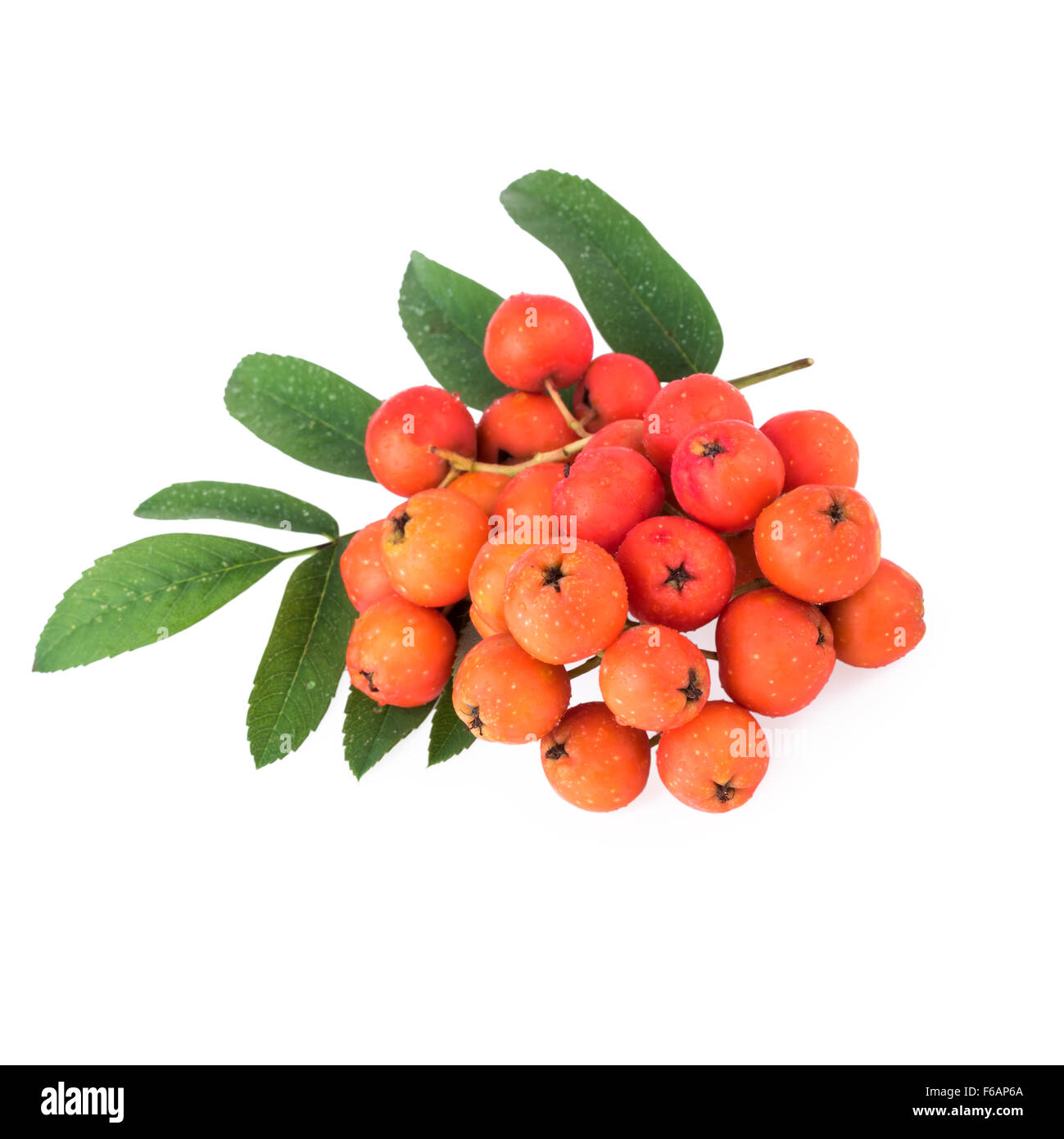 Sorbus aucuparia berries Cut Out Stock Images & Pictures - Alamy