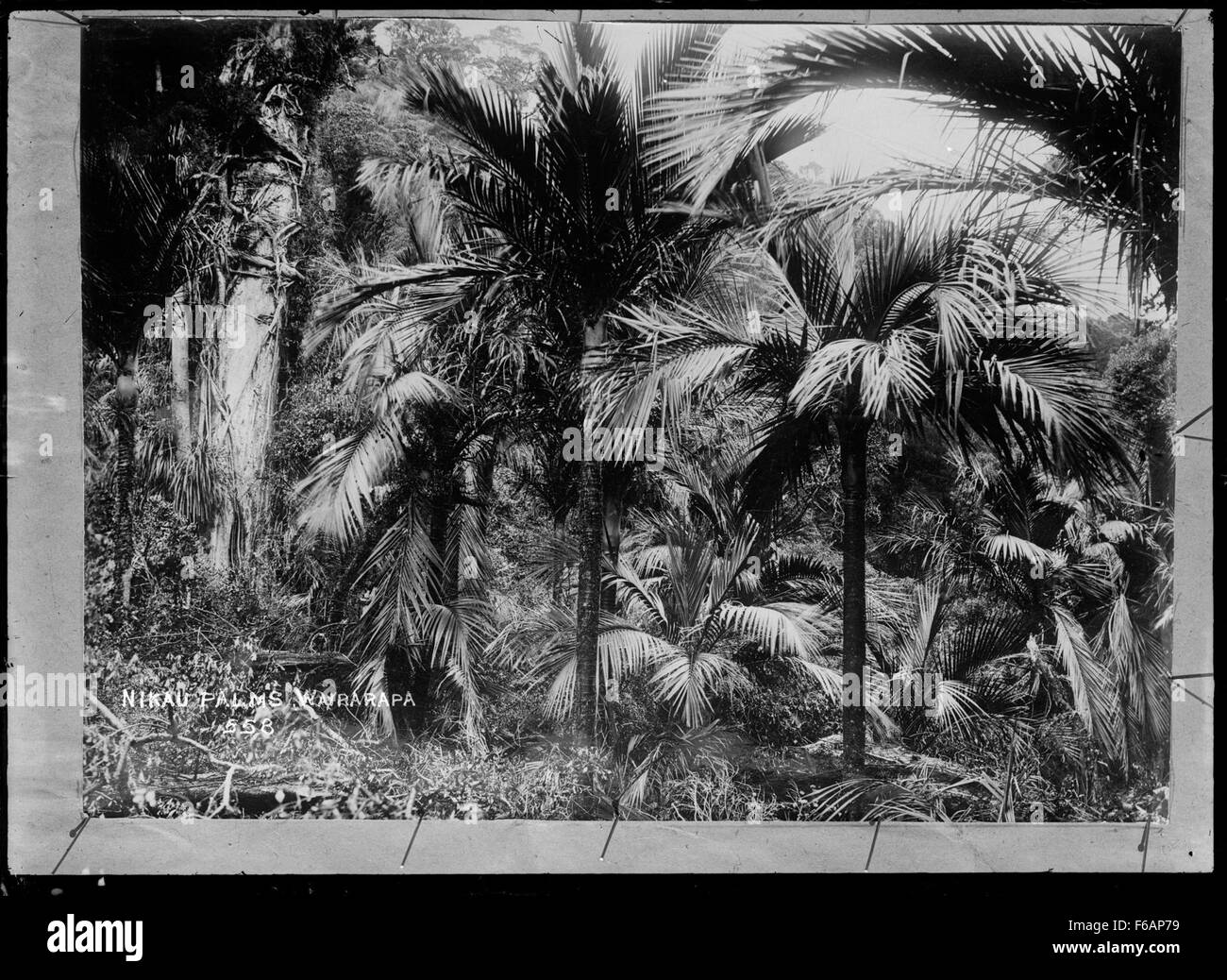 Nikau palms, native to New Zealand, stand tall in the Wairarapa region ...
