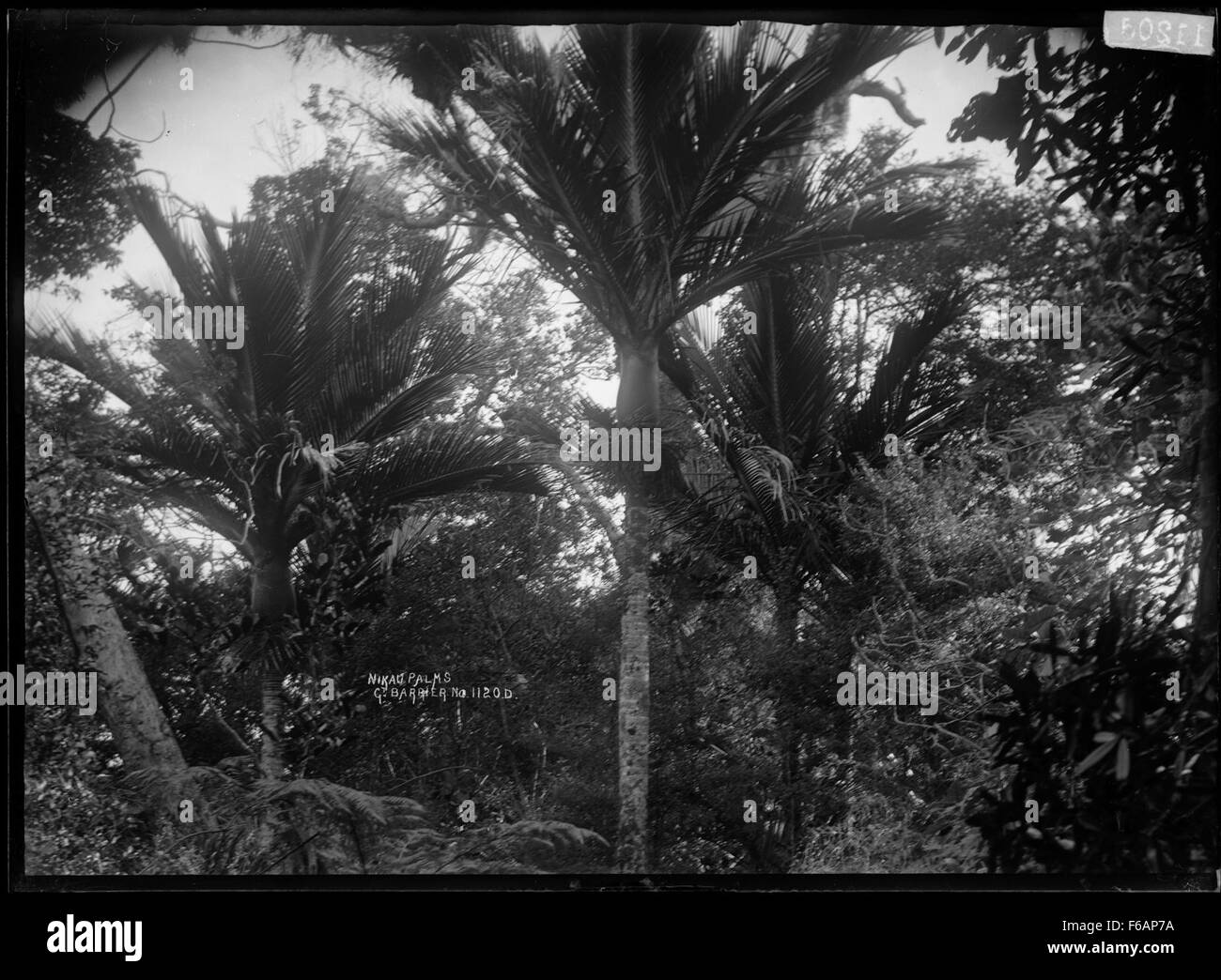 Nikau palms, native to New Zealand, are depicted in this artwork on ...