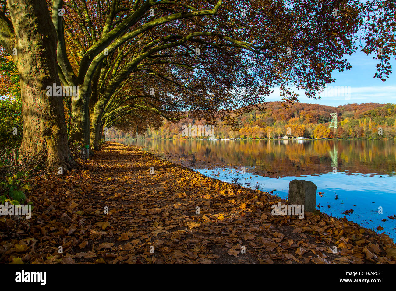 Baldeneysee lake, in Essen, Germany, fall, trees in autumn colors ...