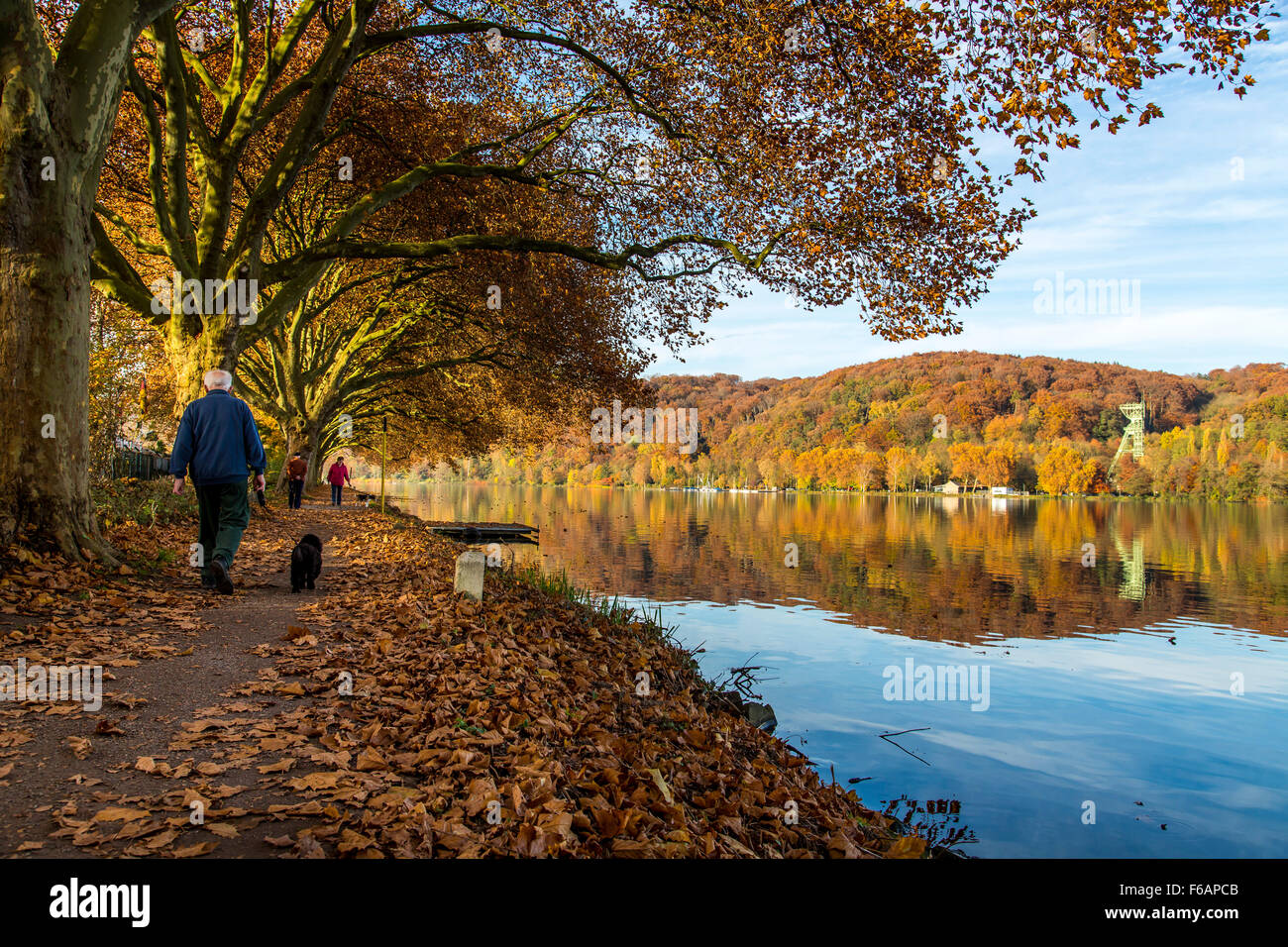 Baldeneysee lake, in Essen, Germany, fall, trees in autumn colors ...