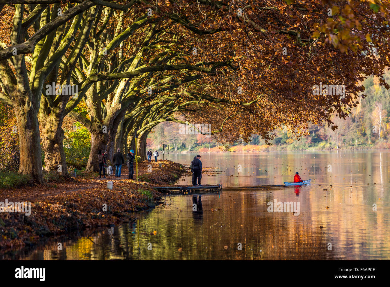 Baldeneysee lake, in Essen, Germany, fall, trees in autumn colors ...