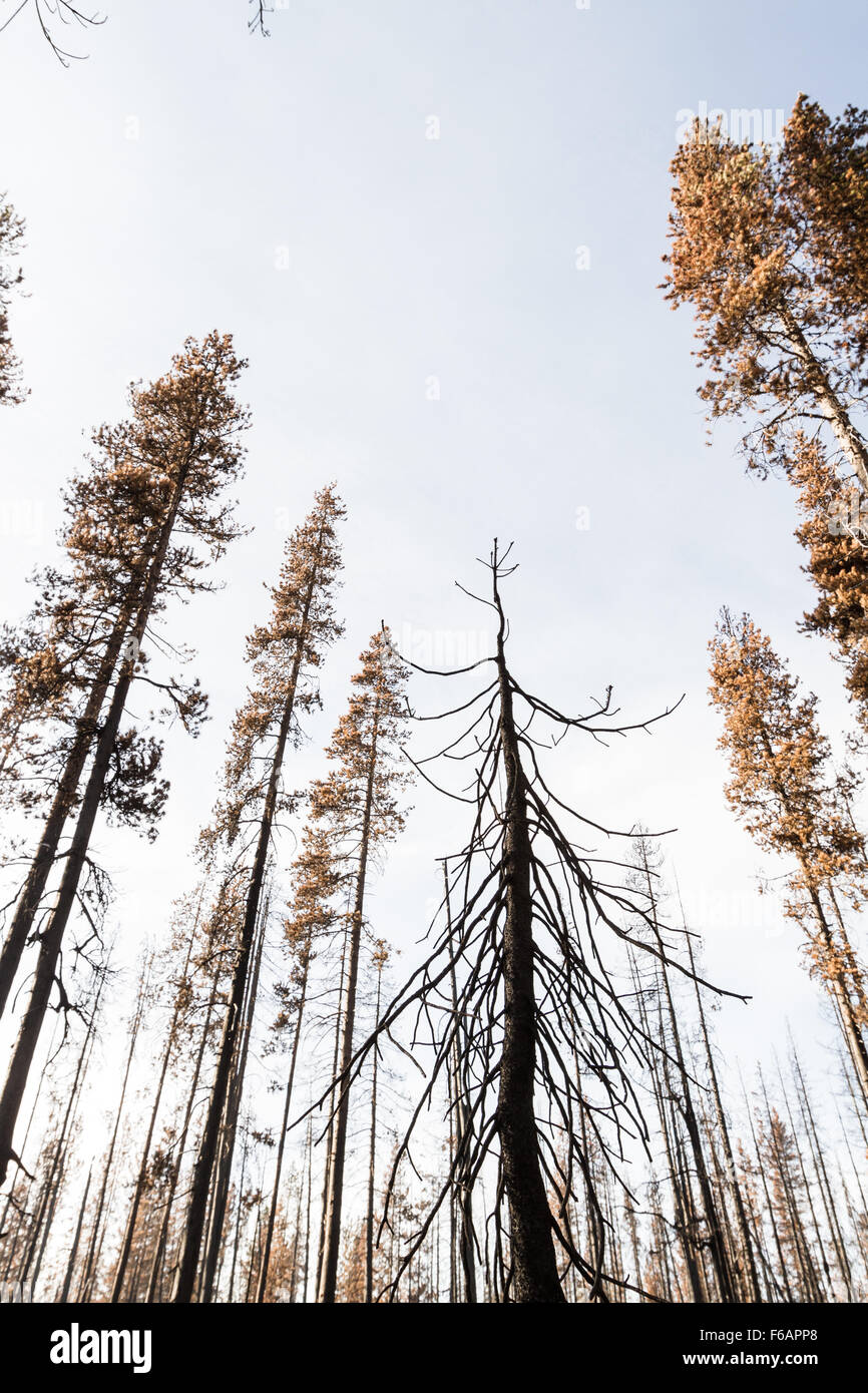 Tall conifer trees charred after the National Creek Complex fired ...