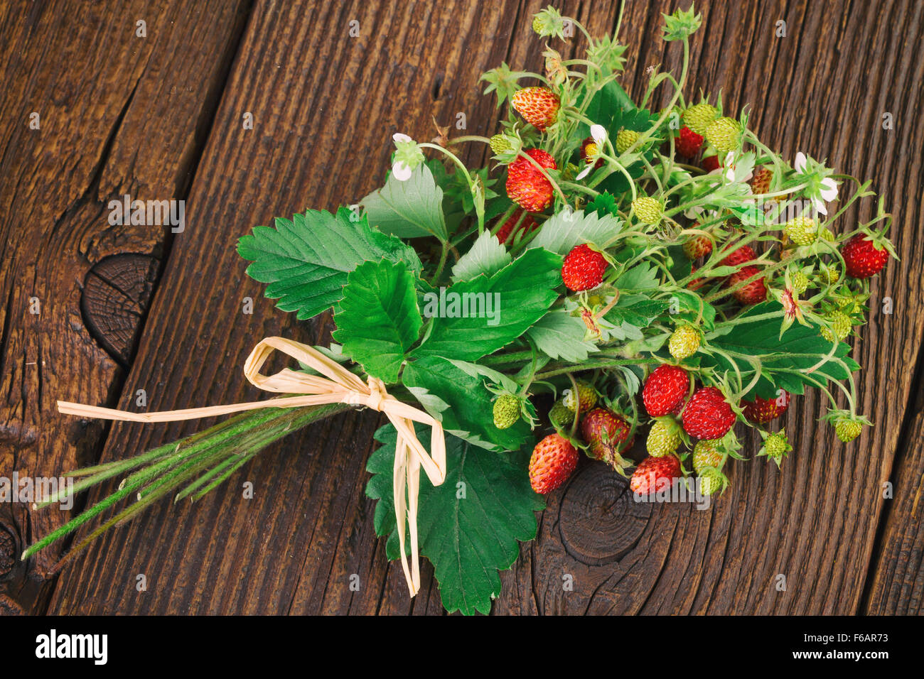 Woodland Strawberry - Wild Strawberry (Fragaria vesca), Alpine ...