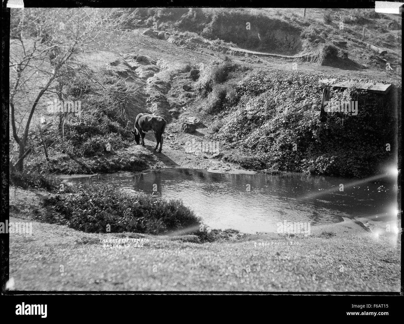 This 1910 photograph taken by Gilmour shows 'The Retreat' at Te Mata ...