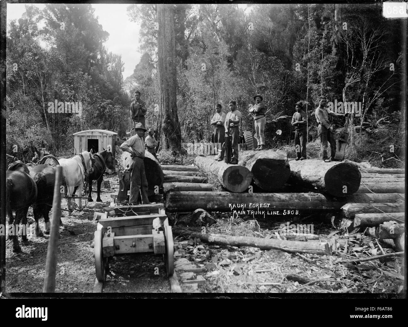 Kauri tree, new zealand Black and White Stock Photos & Images - Alamy