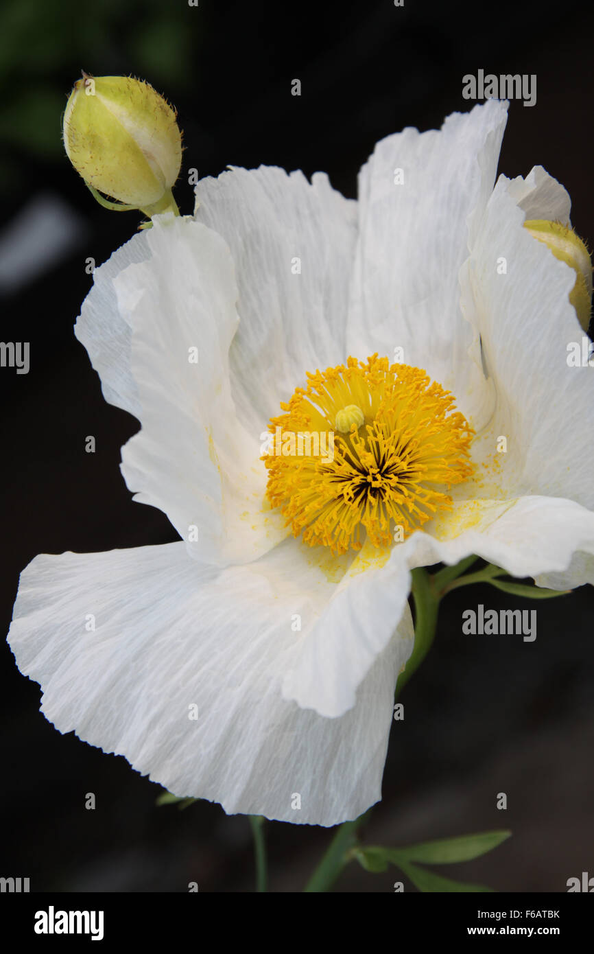The Matilija Giant white tree poppy - Romneya Coultieri Stock Photo - Alamy