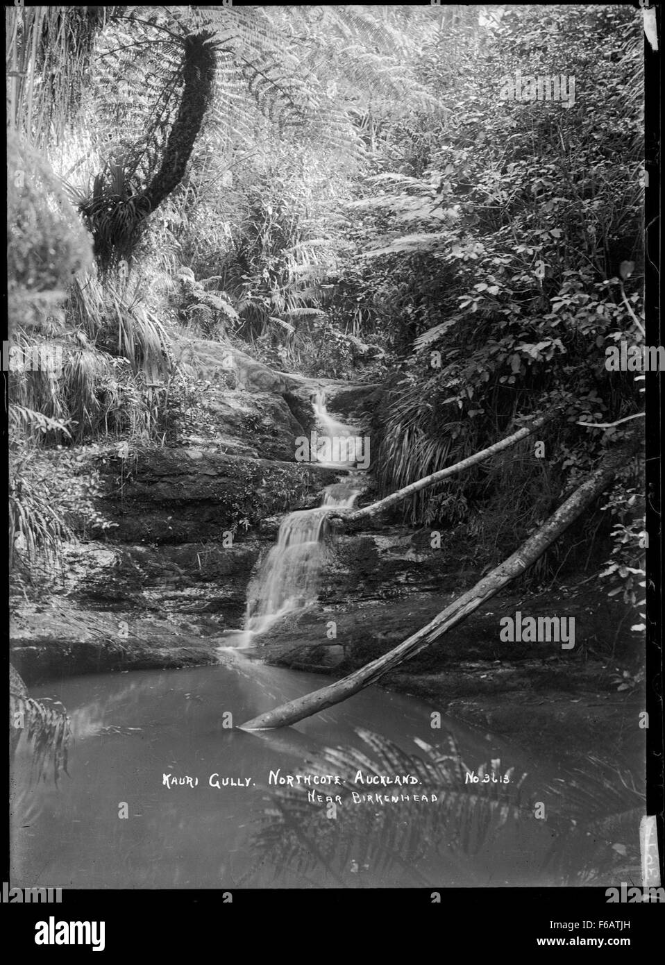A scenic view of Kauri Gully in Northcote, Auckland, showcasing the ...