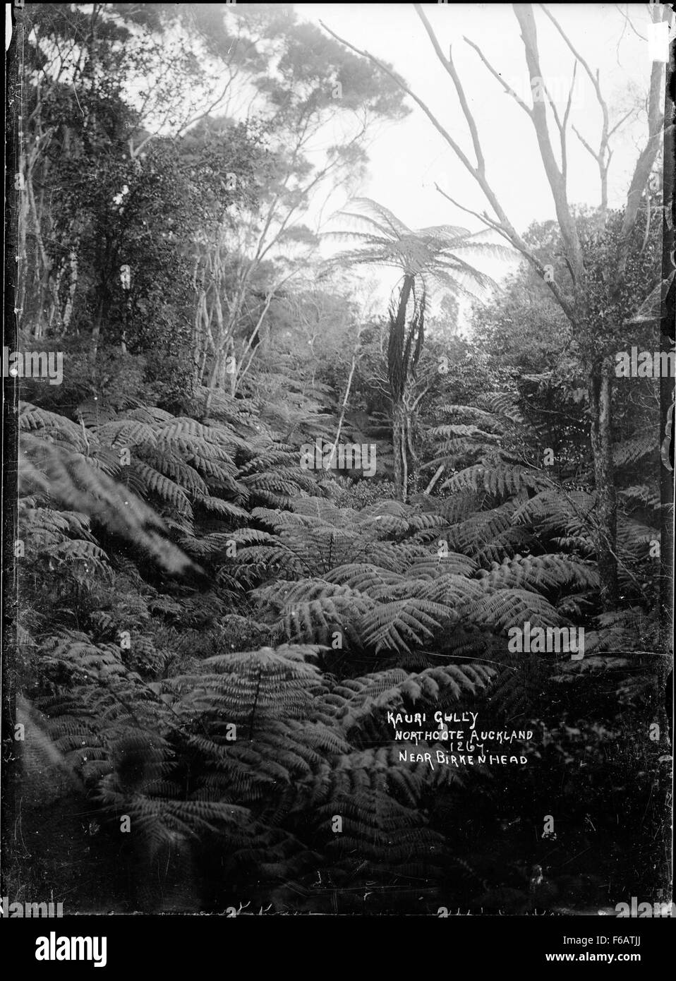 This painting provides a scenic view of Kauri Gully in Northcote ...