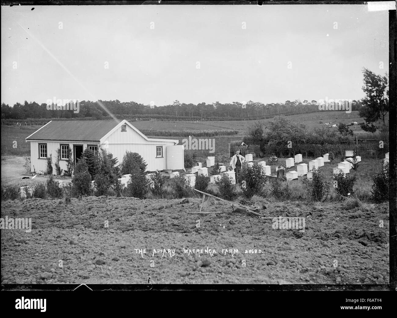 Waerenga Government Farm, circa 1910s Stock Photo - Alamy