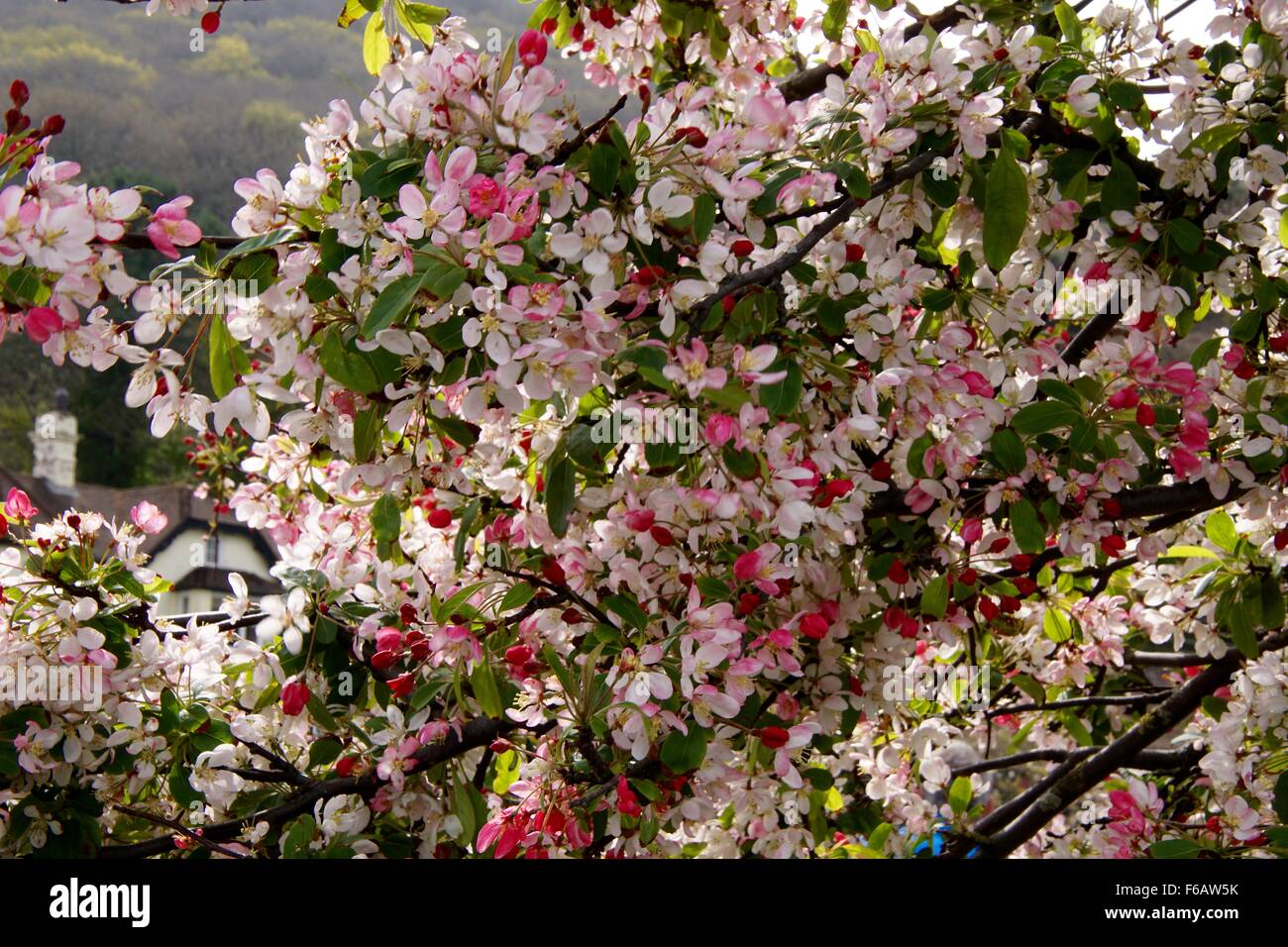 Devon apple tree hi-res stock photography and images - Alamy