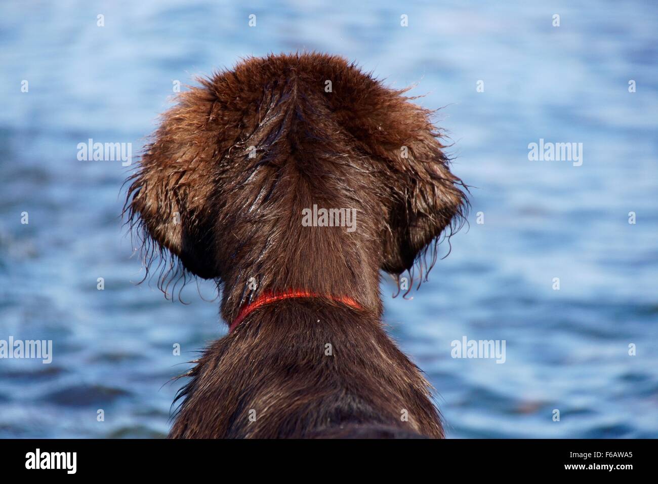Liver coloured retriever hi-res stock photography and images - Alamy