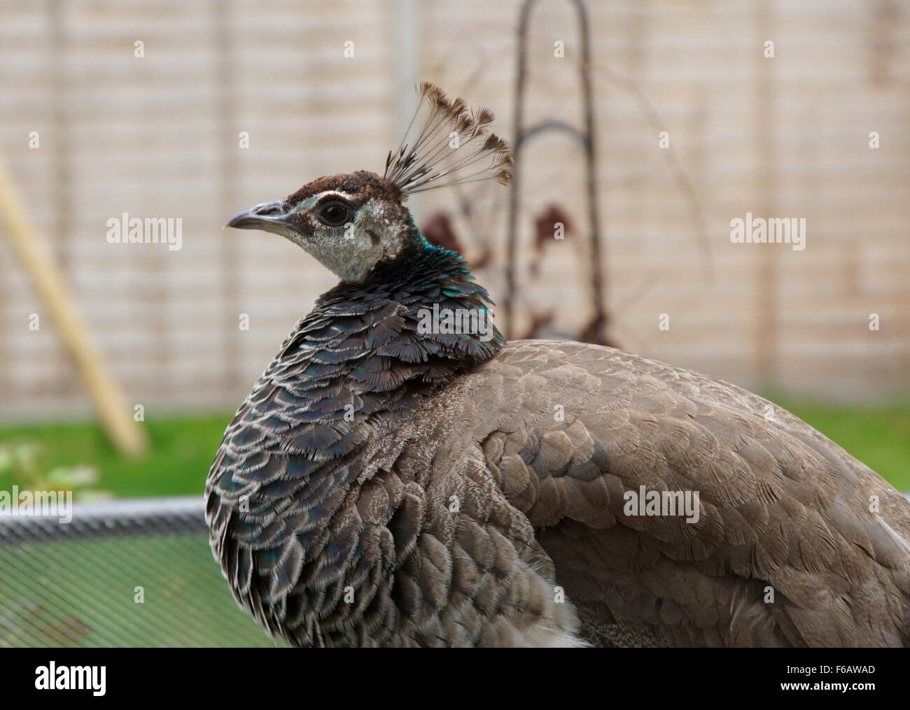 Side view of an Indian/Blue Peahen Stock Photo - Alamy