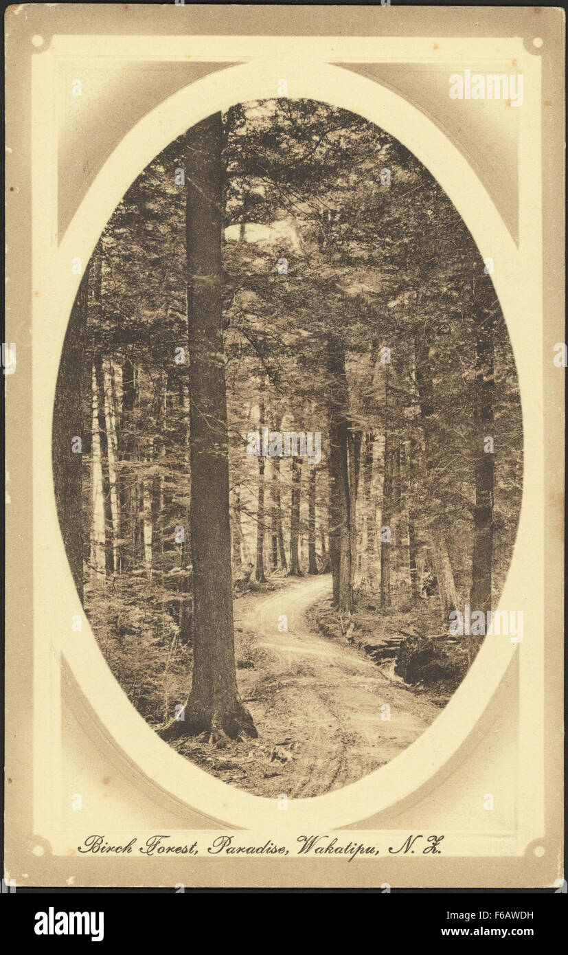 Birch postcard hi-res stock photography and images - Alamy