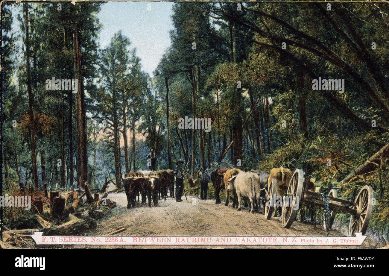 This postcard, titled 'F T Series No 2233 A Between Raurimu and ...